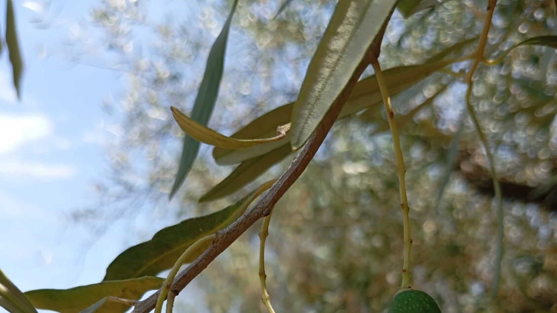 Campagna nazionale per l’olio di Roma Igp e Sabina Dop in 20 ristoranti ...